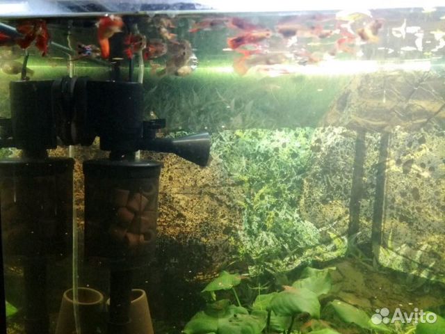 Гуппи эндлера