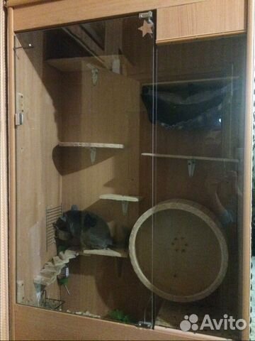 Пара шиншилл с витриной