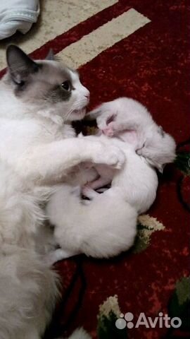 Детишки рэгдолл ждут мамочку