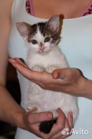 Милый котёнок с тяжелой судьбой