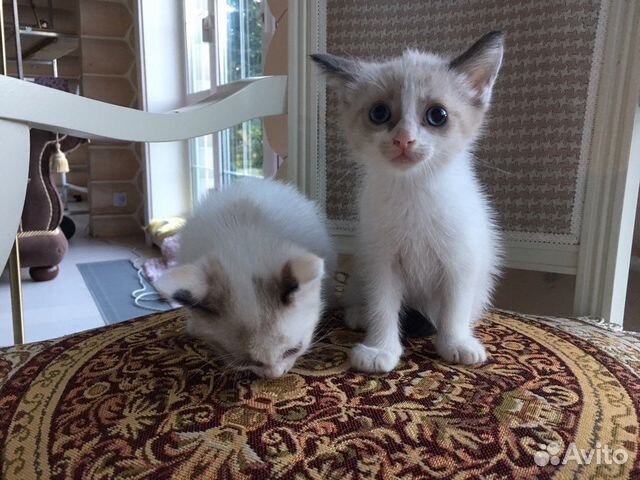 Голубоглазки