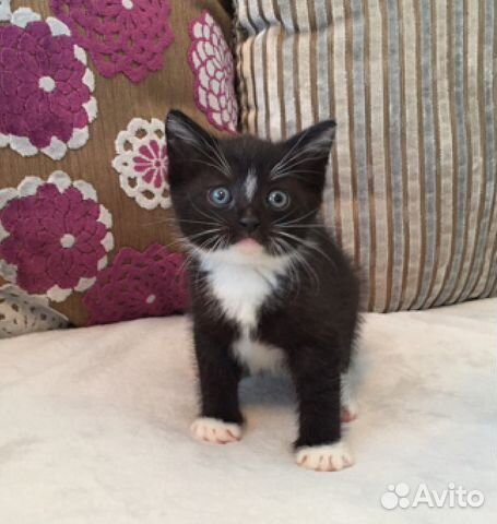 Котенок Крошка с Ладошку в дар в добрые руки