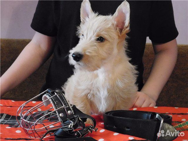 Скотч-терьер элитные щенки из квартиры Москвы