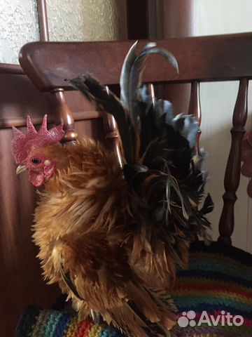 Петушок породы серама