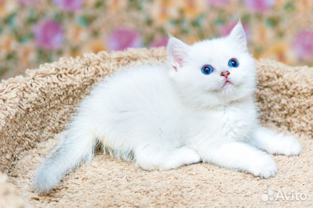 Шиншилла поинт девочка