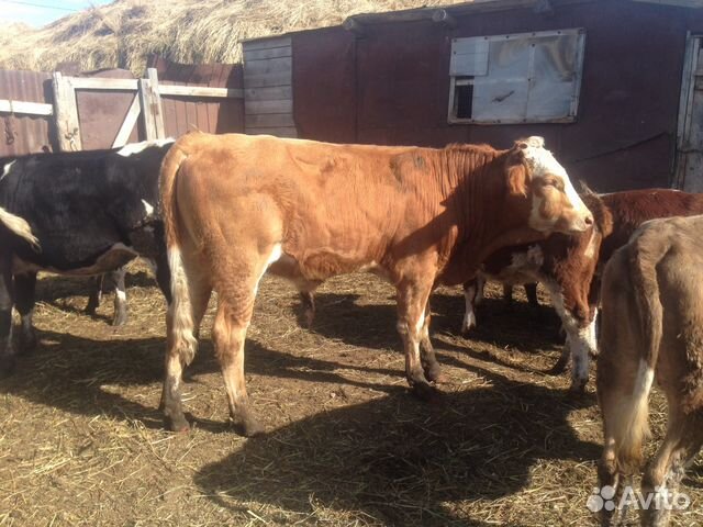 Мясные бычки