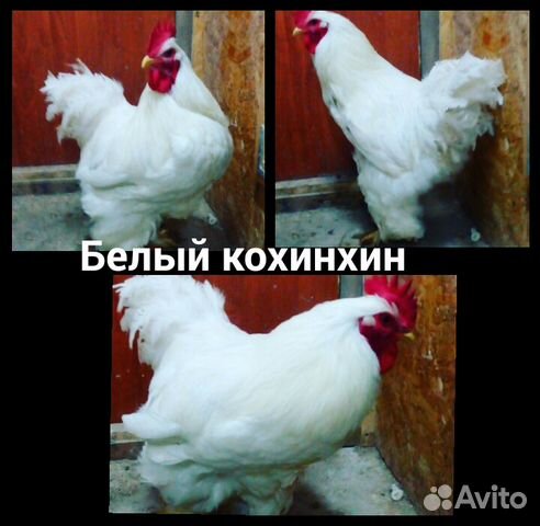 Продаются петухи (элитные породы)