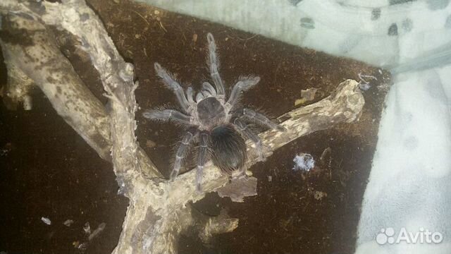 Паук птициед