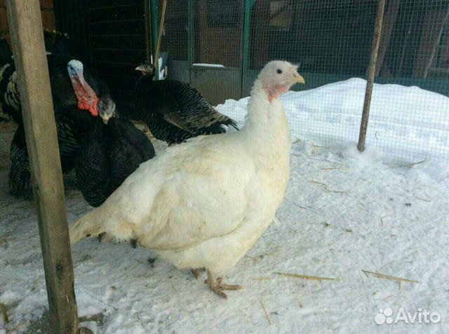 Инкубационные яйца индюков