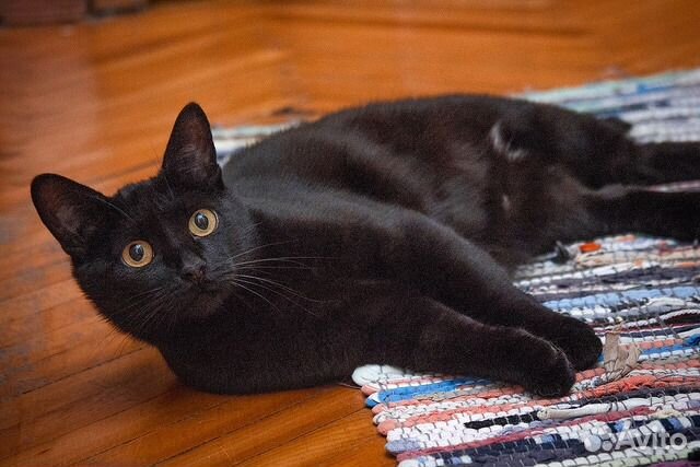 Чёрная красавица Микаэлла в добрые руки