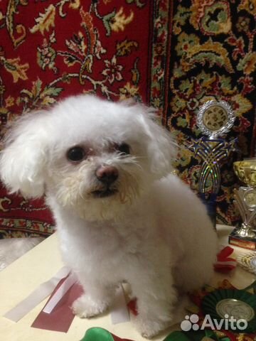 Кобель для вязки. Болонез