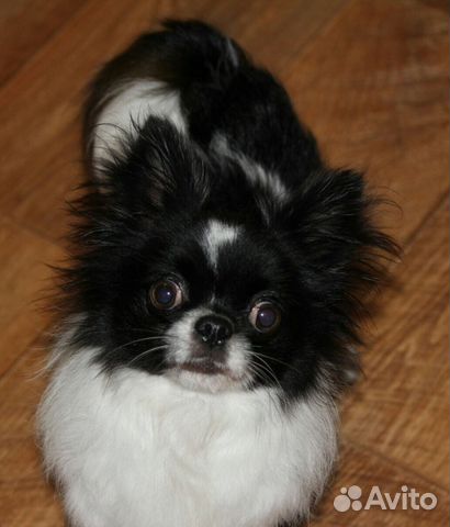 Кобель приглашает на взяку