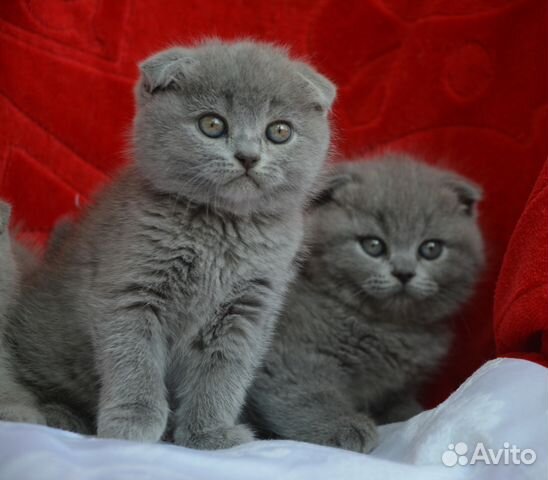 Новогодние плюшевые игрушки