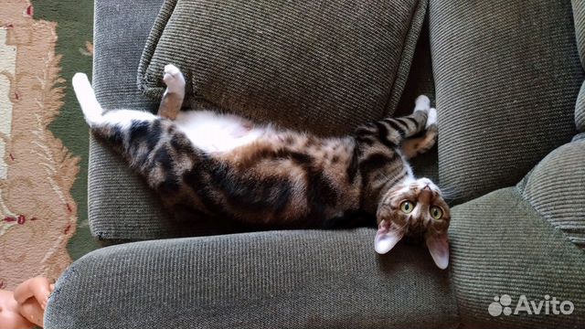 Кошка курильского бобтейла вязка