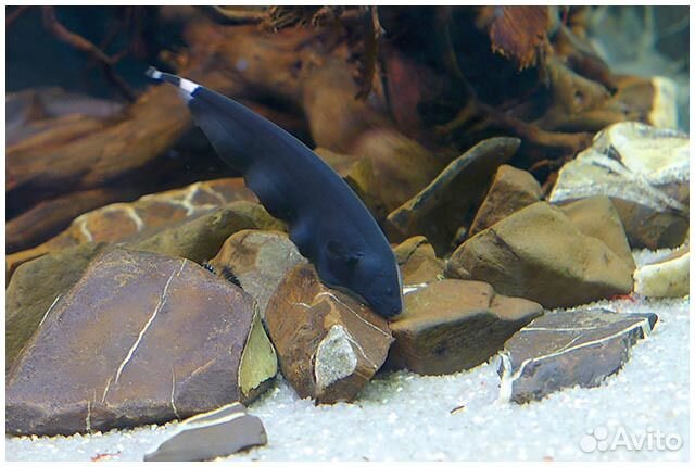 Рыба-нож Apteronotus albifrons