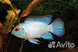 Мальки нанокары блю неон