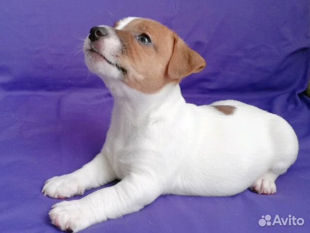 Джек Рассел терьеа