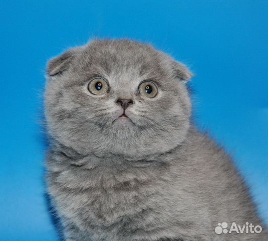 Элитная вислоухая кошечка