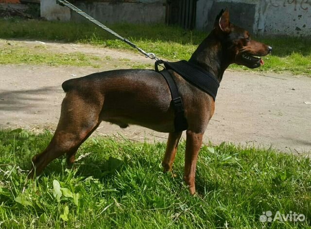 Кобель цвергпинчер для вязки