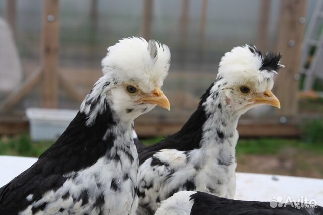 Китайские Королевские курицы, и.яйцо