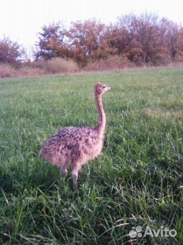 Страусиное яйцо