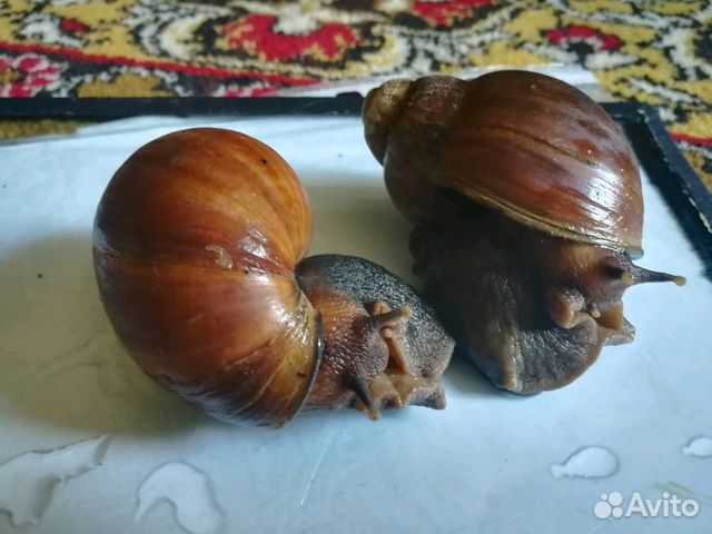 Улитка Ахатина Фулика