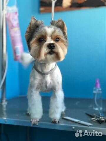 Вязка мини-бивер