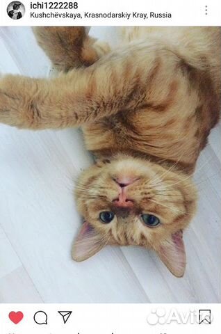 Котик Львович с непростым характером