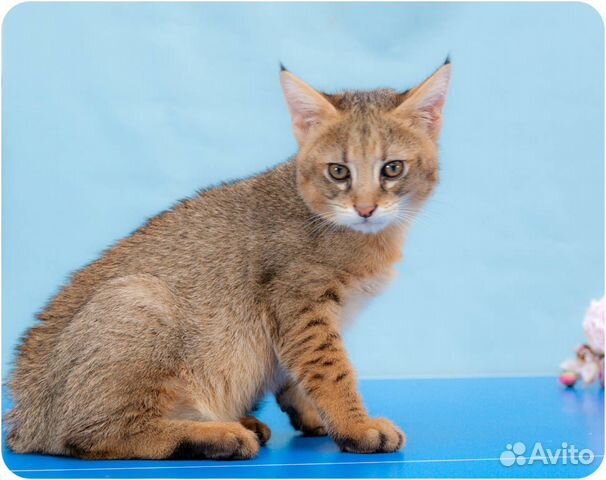 Дикие снаружи и добрые внутри чаузи ф1