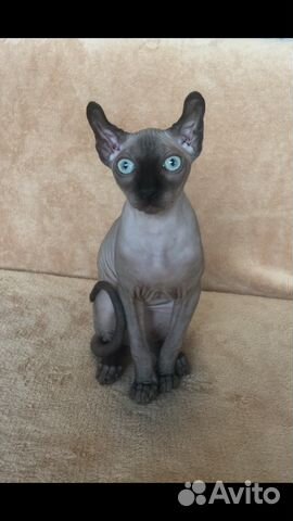 Канадский сфинкс Эльф