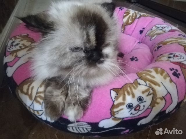 Отдам в добрые руки милую кошечку- полинезийку