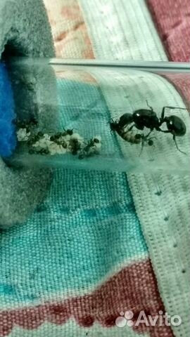 Муравей, матка, Formica, Сamponotus, Leptothorax