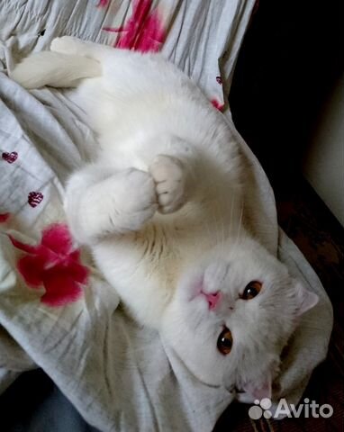 Белочка уникальная киса ищет дом