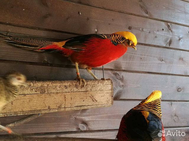 Фазан Золотой