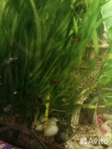 Аквариумное растение