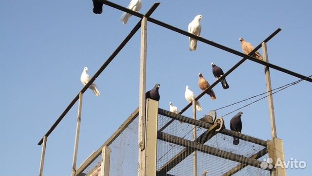 Голуби на дачу