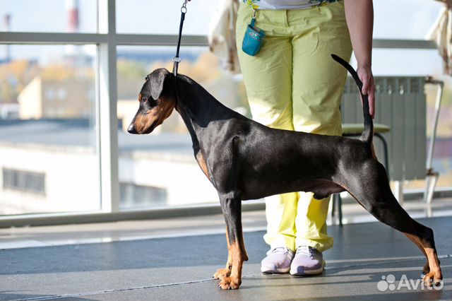 Пинчер стандартный