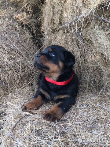 Щенки Ротвейлера от чемпионов