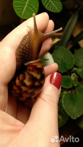 Подрощенные улитки Ахатина фулика