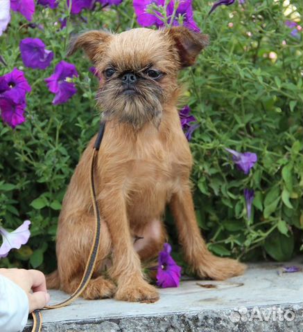 Мальчик брюссельчик