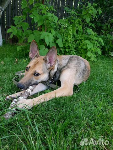 Ушастый щенок в добрые руки