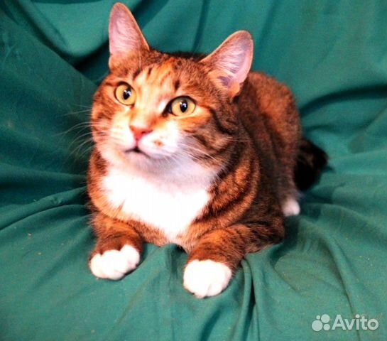 Николь-молодая кошка