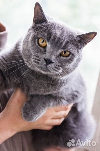 Ласковая Даша ищет дом