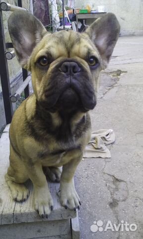 Подрощенный француз