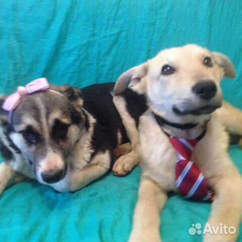 Красивые щенки в хорошие руки