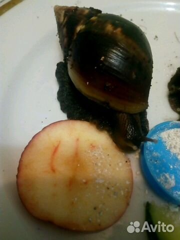 Улитки ахатины