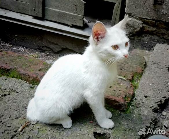 Кошечка с родней боб тейл