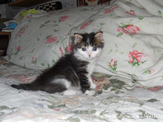 Обалденный котик