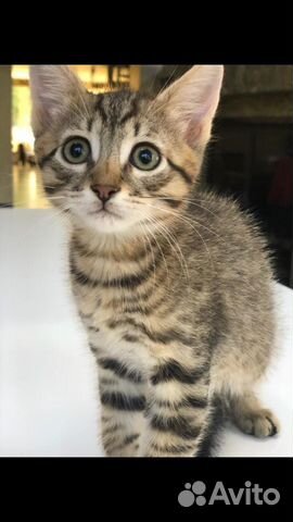 В добрые руки котёнок