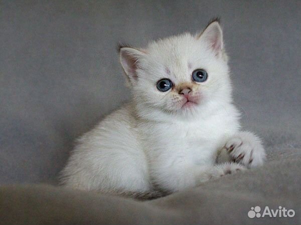 Золотой шиншилла-пойнт котик